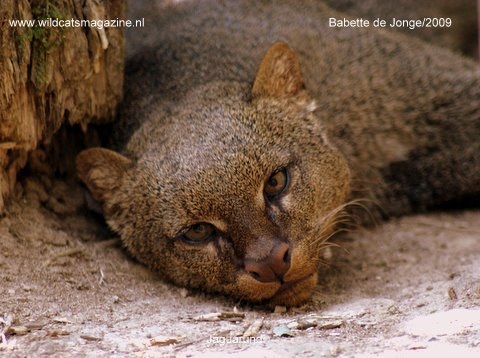 재규어런디(Jaguarundi) : 네이버 블로그