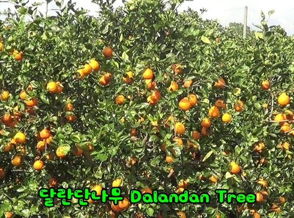 필리핀 감귤 달란단(Dalandan)-달란단효능, 달란단맛보기 : 네이버 블로그
