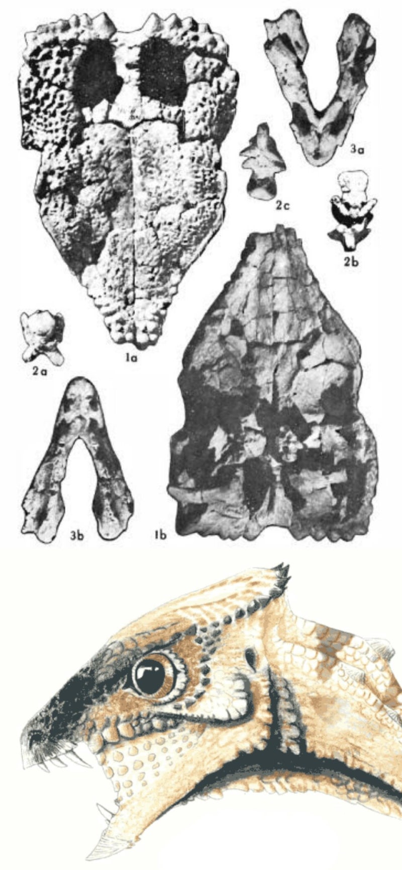 7. Ornithischia(1) : 네이버 블로그
