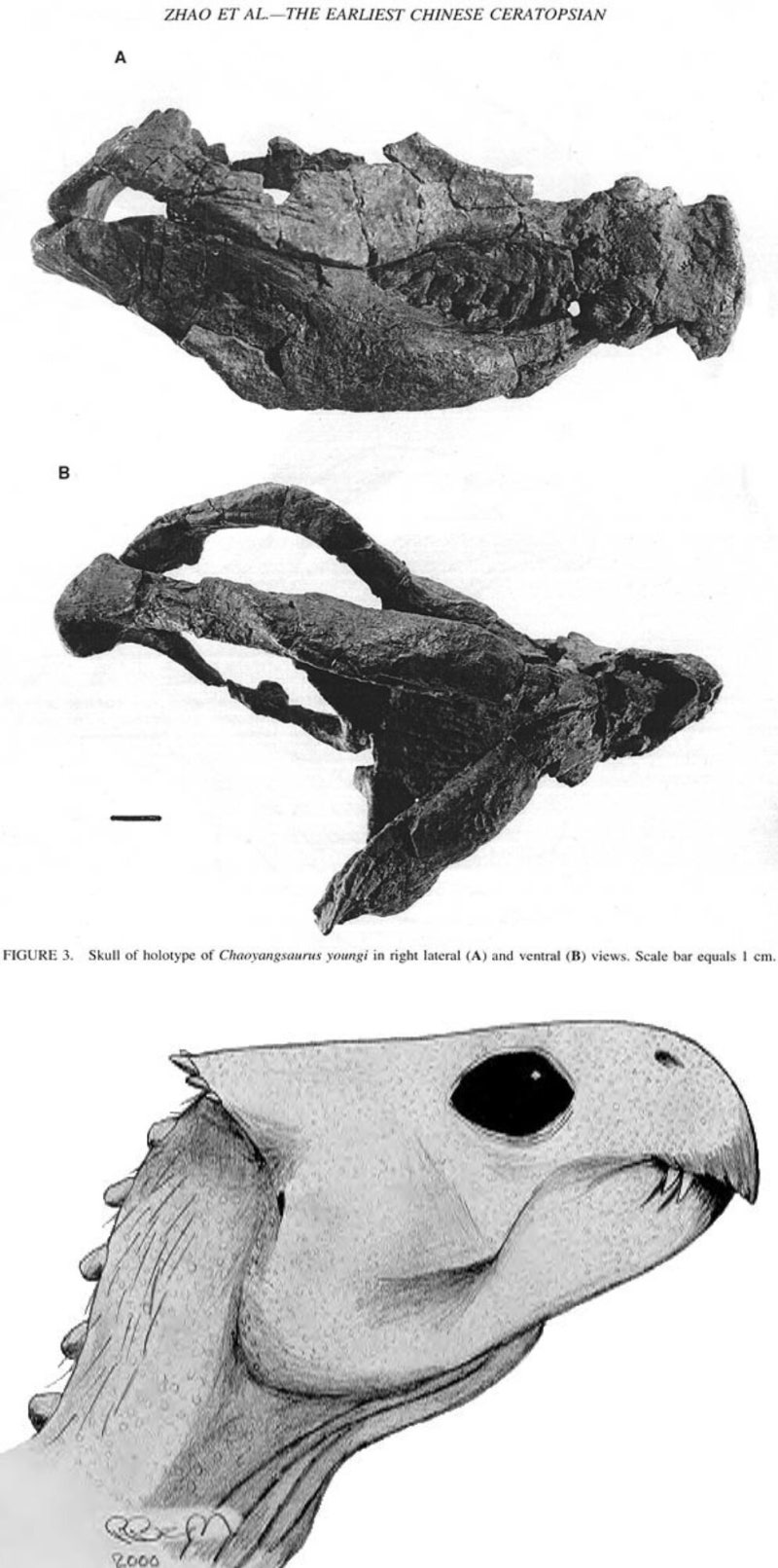 7. Ornithischia(2) : 네이버 블로그