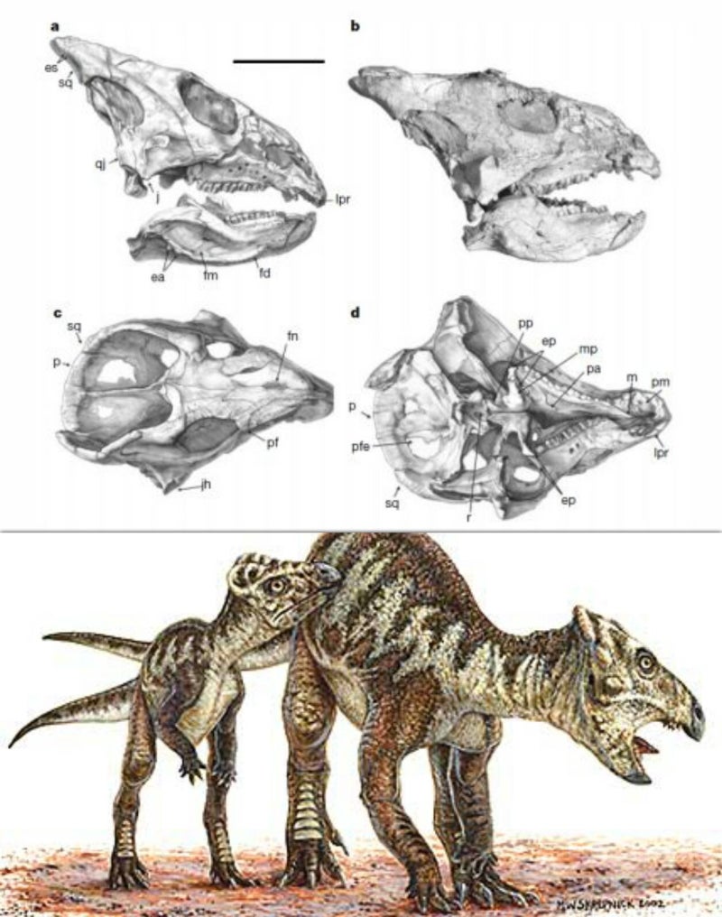 7. Ornithischia(2) : 네이버 블로그