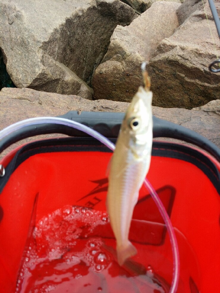 16.7.3 새만금 보리멸 루어 : 네이버 블로그