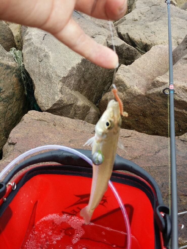 16.7.3 새만금 보리멸 루어 : 네이버 블로그