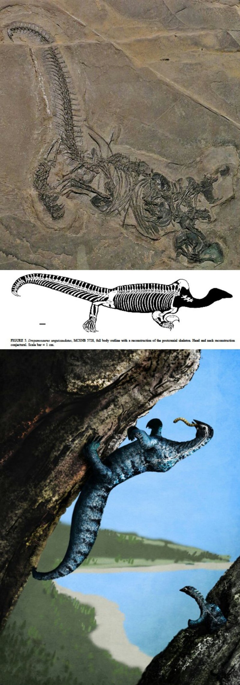 트라이아스기의 주연들-1:Protorosauria : 네이버 블로그