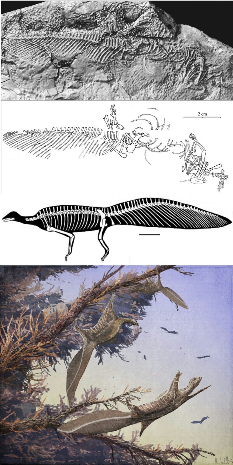 트라이아스기의 주연들-1:Protorosauria : 네이버 블로그
