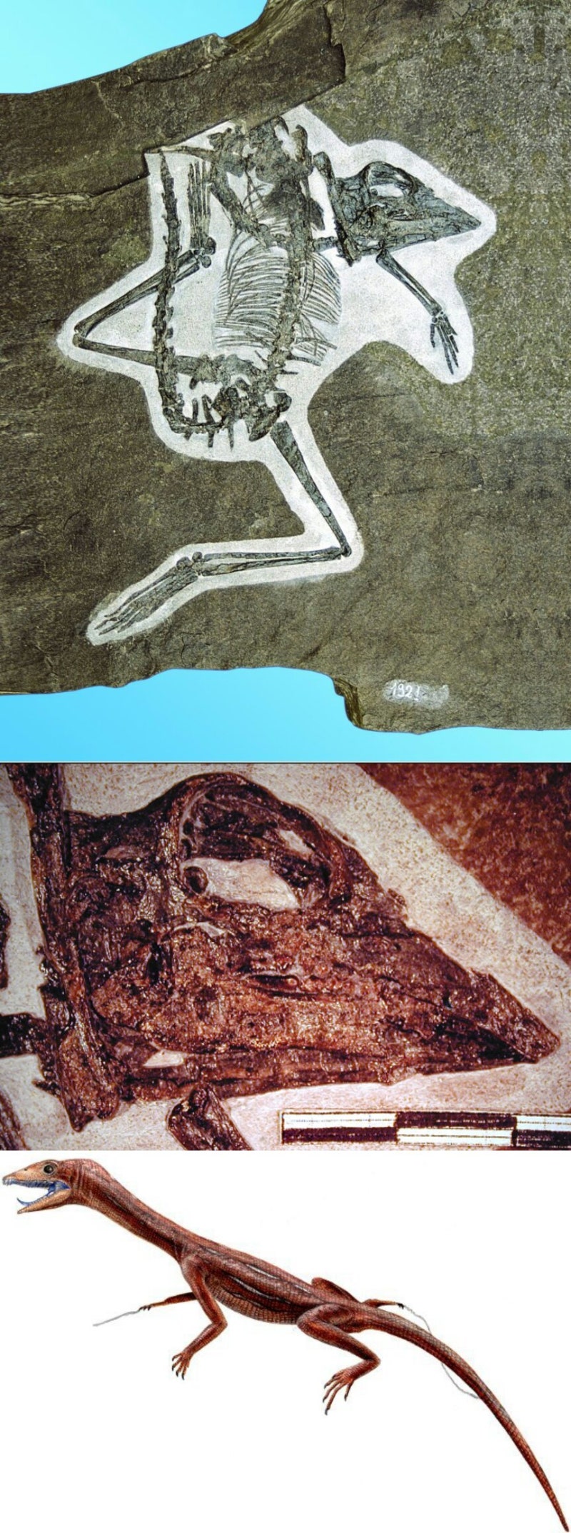 트라이아스기의 주연들-1:Protorosauria : 네이버 블로그