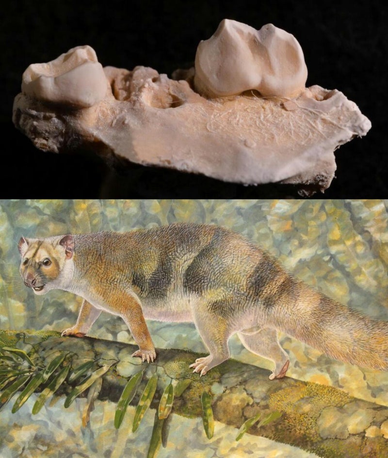 잊혀진 육식성 유대류들 : 네이버 블로그