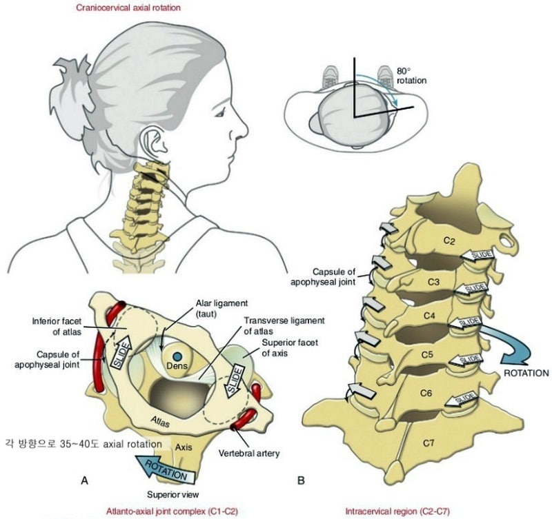 Axial skeleton_Vertebral column을 가로지르는 Kinematics와 Regional anatomy ...