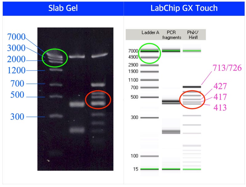 [Revvity]-자동전기영동장치 / LabChip GX Touch Automated Capillary ...