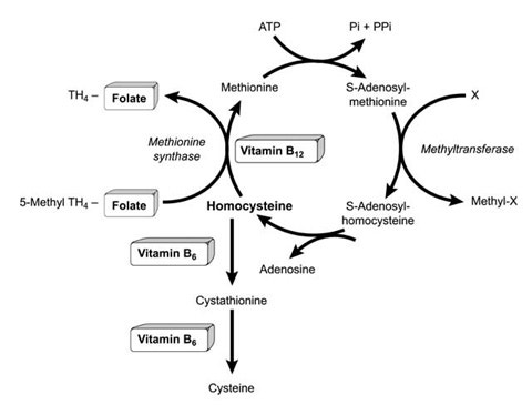 원주 혈액검사 /호모시스테인(homocysteine) 수치를 확인해야 하는 이유 : 네이버 블로그