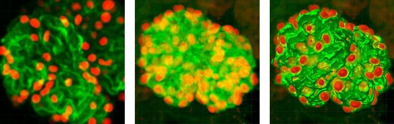 BABB Clearing and Imaging for High Resolution Confocal Microscopy : 네이버 블로그