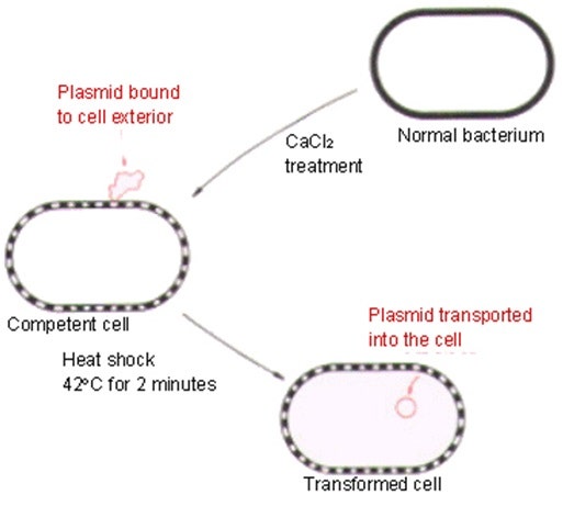 생화학실험(이론편)-Competent cell 정리편 : 네이버 블로그