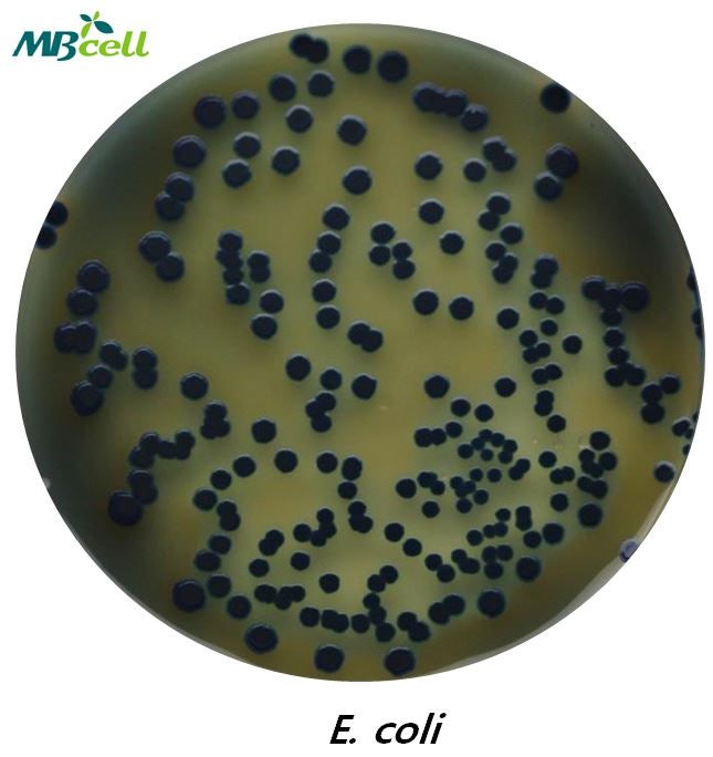 mFC(membrane Fecal Coliforms) Agar MB-F1412 : 네이버 블로그
