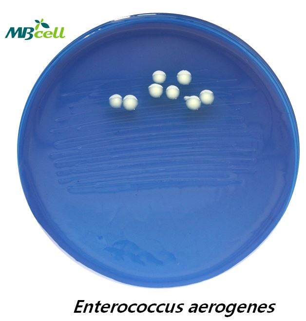 DNase Agar with Toluidine Blue MB-D2158 : 네이버 블로그
