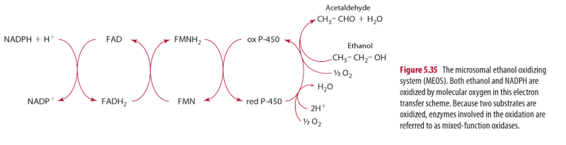Metabolism and Biochemical Impact : 네이버 블로그