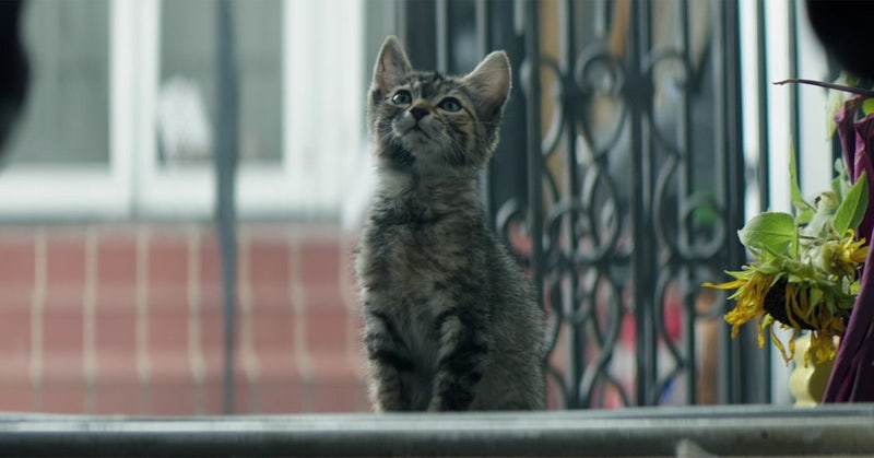 '키아누(Keanu)'-완소 고양이의 장편 '키 & 필(Key & Peele)' 꽁트. : 네이버 블로그