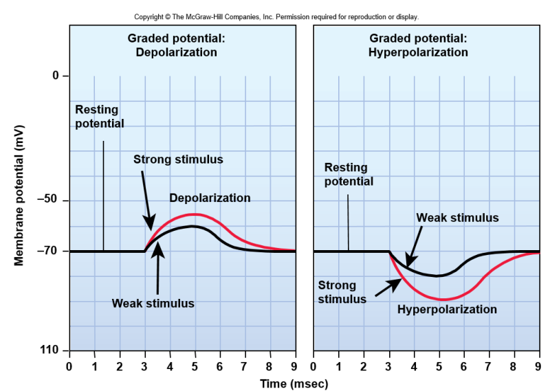 [대학교 일반생물학] 흥분의 전도/신경세포의 신호 전달/활동전위(action potential)/탈분극 ...
