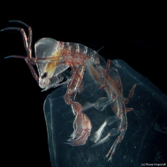 에일리언의 모태가 된 생물, 단각류(Amphipoda): 바다 대벌레(Skeleton shrimp), 입주영리옆새우 ...