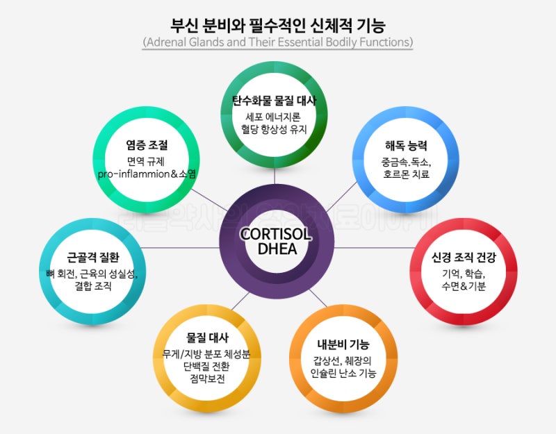 부신기능저하증만성피로 코르티솔 인한 남성여성호르몬 불균형과 여성질환 연관성 4편 네이버 블로그