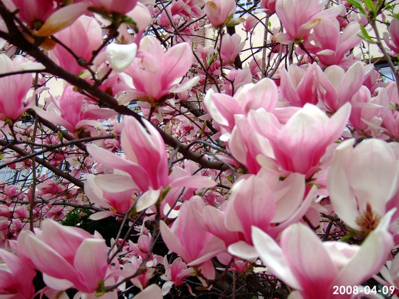 화장품성분이야기46.신이추출물 (Magnolia Liliflora Bud Extract) : 네이버 블로그