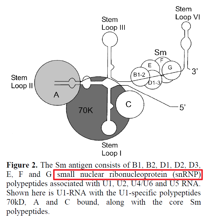 혼합결합조직병(MCTD)과 Anti-RNP antibodies : 네이버 블로그