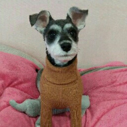슈나우저봉순)리얼비피더스후기 리얼비피더스부작용 강아지유산균 갈변 눈물자국 반려견유산균 애견유산균 REALBIFIDUS : 네이버 블로그