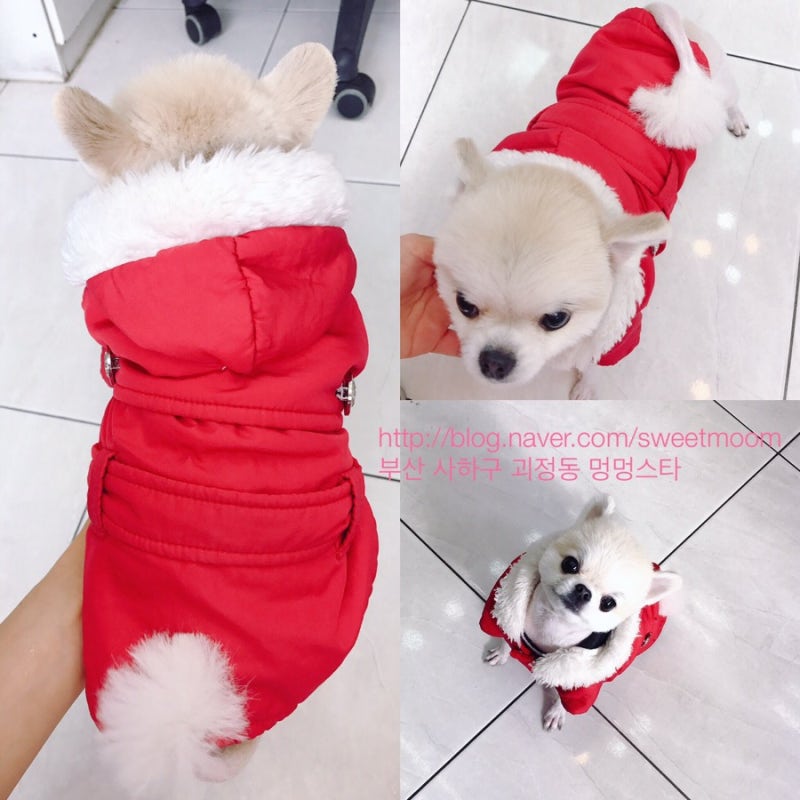 사하구 곰돌이컷 가위컷 전문 괴정 동아대 하단 당리 대티 대신동 다대동 동주대 애견미용 강아지미용썸머컷 스포팅 테디베어컷 말티즈