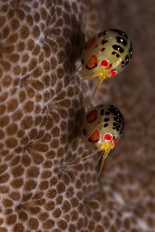 바다속에도 무당벌레가 있다? Sea Apple Ladybug : 네이버 블로그