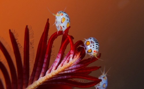 바다속에도 무당벌레가 있다? Sea Apple Ladybug : 네이버 블로그