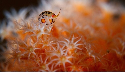 바다속에도 무당벌레가 있다? Sea Apple Ladybug : 네이버 블로그