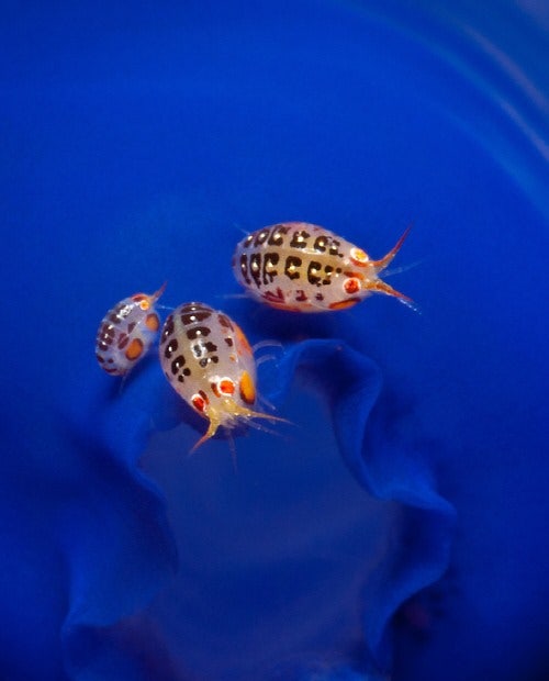 바다속에도 무당벌레가 있다? Sea Apple Ladybug : 네이버 블로그