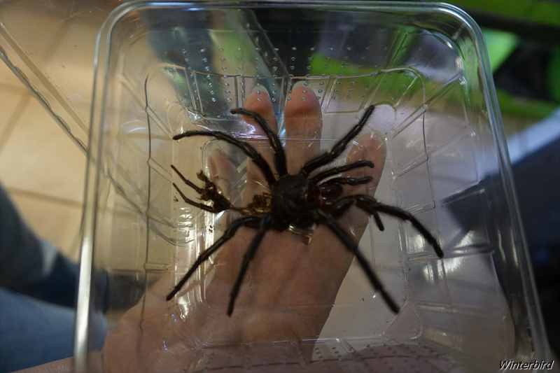 나의 독일 절지 문화 답사기 시즌 2-2(독일샵 편) : 네이버 블로그