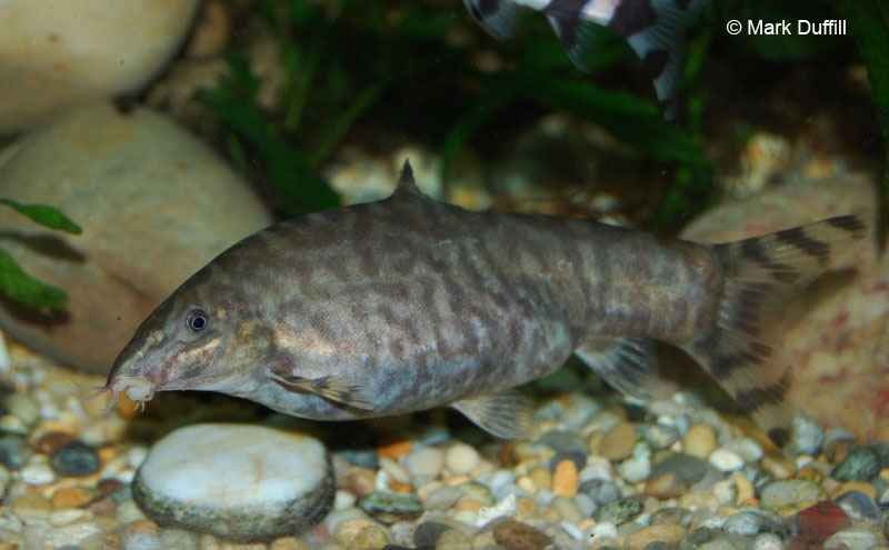 파키스탄 로치 / 요요 로치 (botia almorhae) : 네이버 블로그