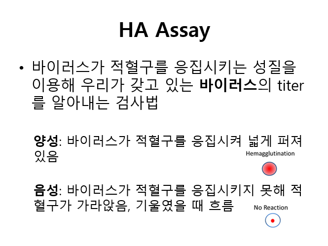 HA, HI assay(test)는 무엇일까요? : 네이버 블로그