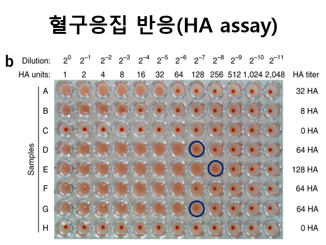 HA, HI assay(test)는 무엇일까요? : 네이버 블로그