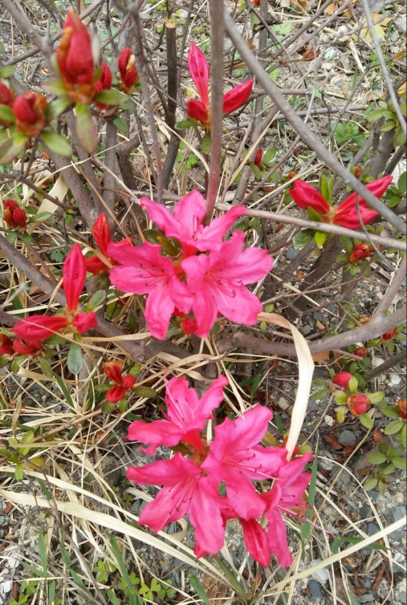 진달래 철쭉 산철쭉 영산홍 자산홍의 구별하는 방법 진달래 철쭉 구별법 네이버 블로그