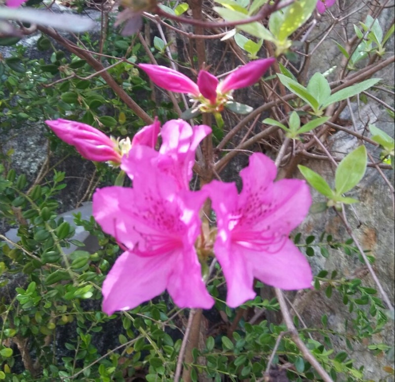 진달래 철쭉 산철쭉 영산홍 자산홍의 구별하는 방법 진달래 철쭉 구별법 네이버 블로그