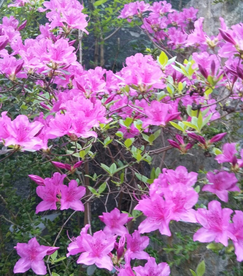 진달래 철쭉 산철쭉 영산홍 자산홍의 구별하는 방법 진달래 철쭉 구별법 네이버 블로그