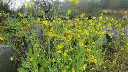 방풍(갯기름)Ledebouriella Seseloides 겨울초(유채) : 네이버 블로그