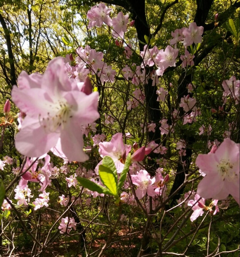 진달래 철쭉 산철쭉 영산홍 자산홍의 구별하는 방법 진달래 철쭉 구별법 네이버 블로그