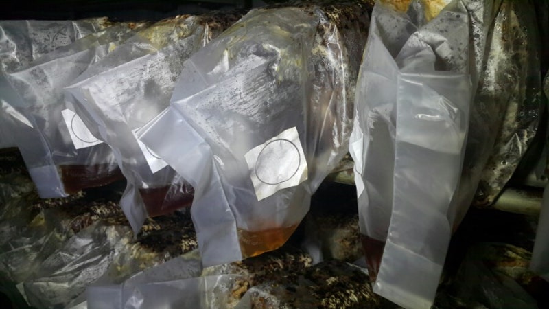 표고버섯재배표고배지 배양관리 방법노루궁뎅이버섯노루궁뎅이버섯재배 네이버 블로그