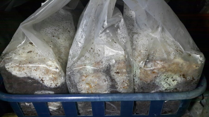 표고버섯재배표고배지 배양관리 방법노루궁뎅이버섯노루궁뎅이버섯재배 네이버 블로그