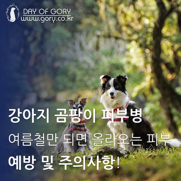 강아지 곰팡이 피부병 예방 및 조치 네이버 블로그
