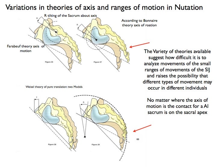 천골의 시상면 움직임에 대한 관상축에 대한 생각 : 뉴테이션(Nutation)/카운터뉴테이션(Counternutation)의 ...
