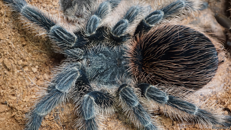 브라질리안 화이어 레드(Lasiodora difficilis) : 네이버 블로그