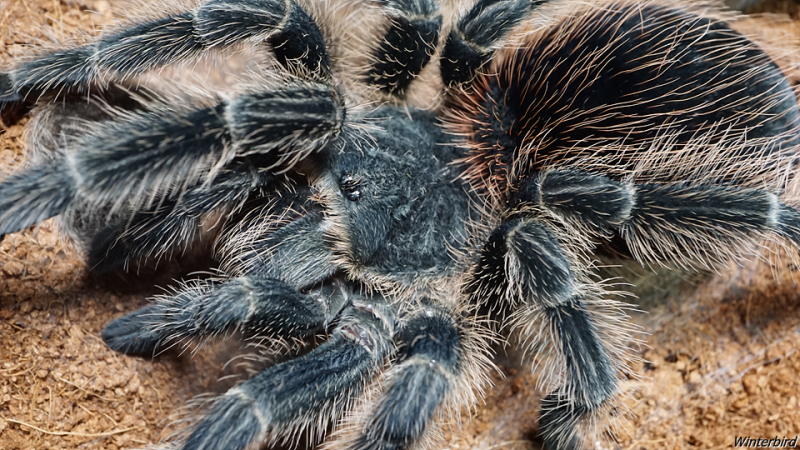 브라질리안 화이어 레드(Lasiodora difficilis) : 네이버 블로그
