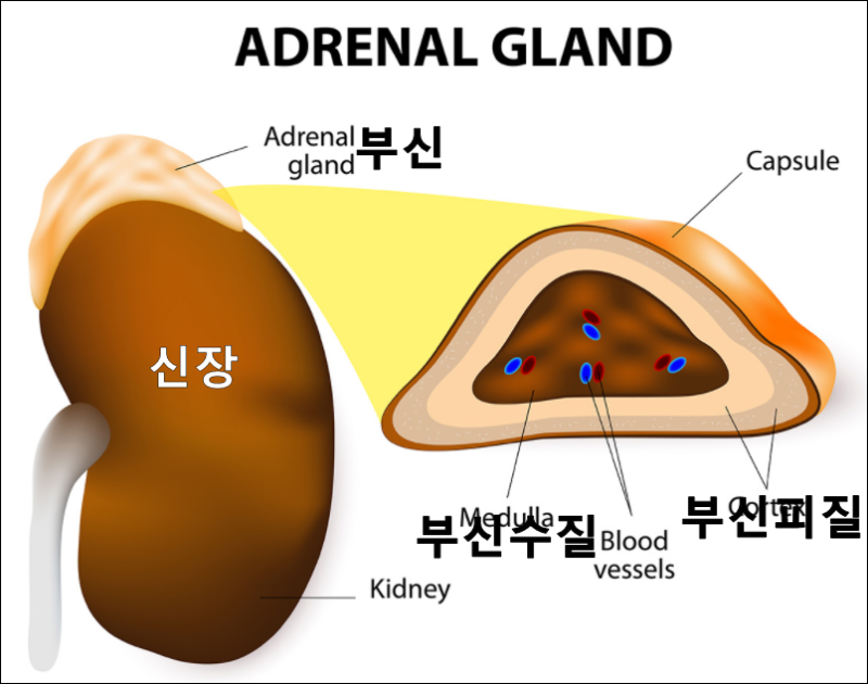 만성피로증후군을 파해쳐보자 부신이 지치면 만성피로가 온다 부신과 부신호르몬코르티솔의 핵심기능 네이버 블로그