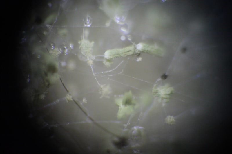 A. terreus 아스퍼질러스 테리우스 : 네이버 블로그