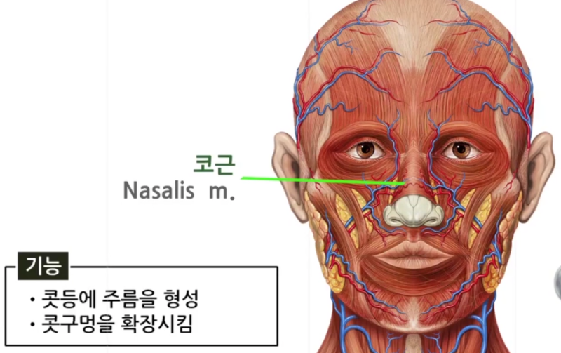 인체해부학 얼굴근육 표정근육저작근육 쉽게 파헤치기 네이버 블로그
