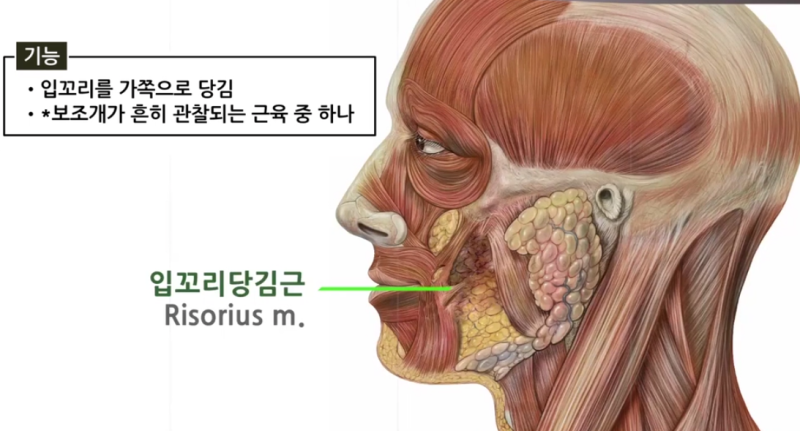인체해부학 얼굴근육 표정근육저작근육 쉽게 파헤치기 네이버 블로그